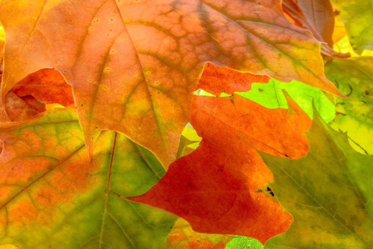 Nature's Villa - Vibrant-Glow Facial Salon Vibrant Glow holistic skin car